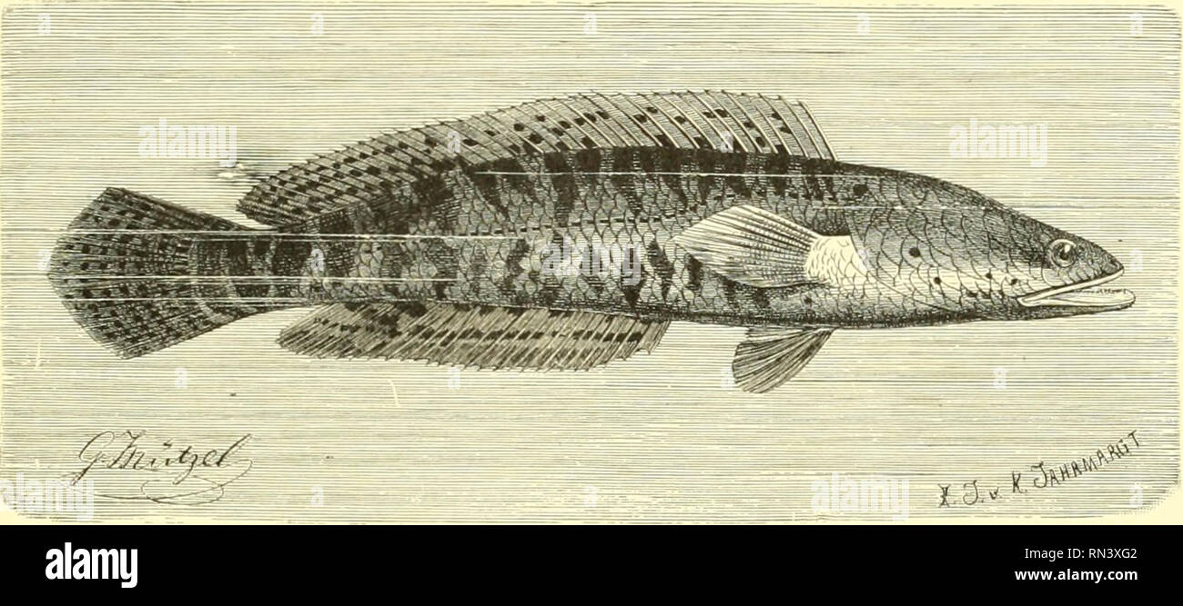 . Animate creation : popular edition of "Our living world" : a natural ...