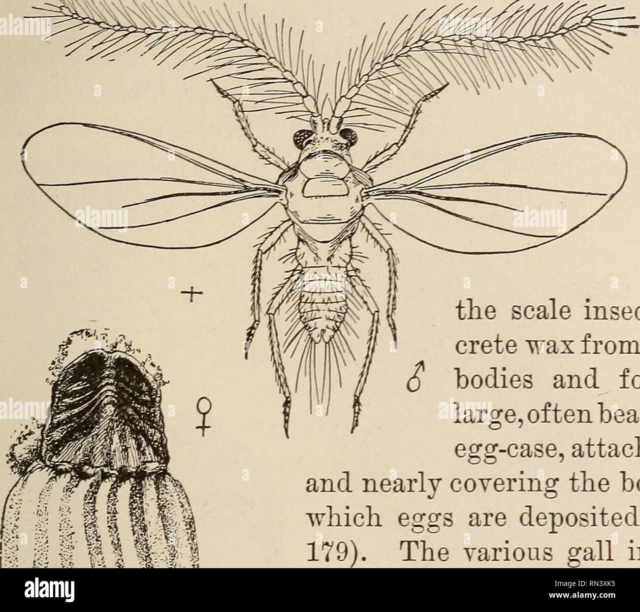 Wood piercing insects hi-res stock photography and images - Alamy