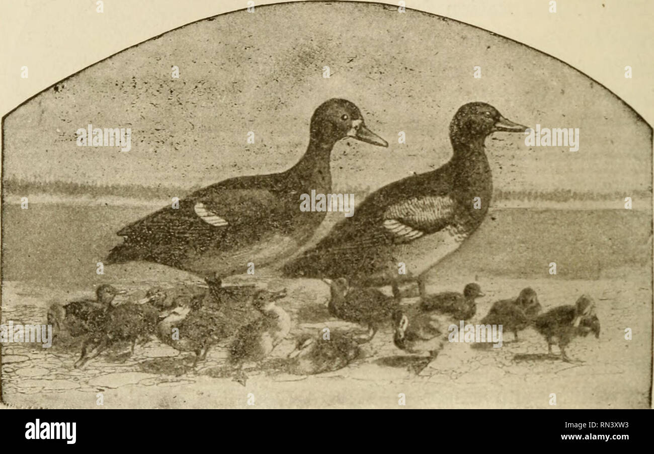 Successful mating hi-res stock photography and images - Alamy