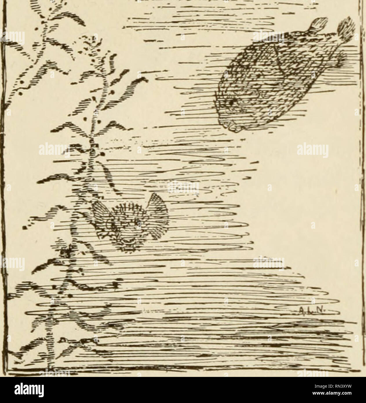 Electric eel structure hi-res stock photography and images - Alamy