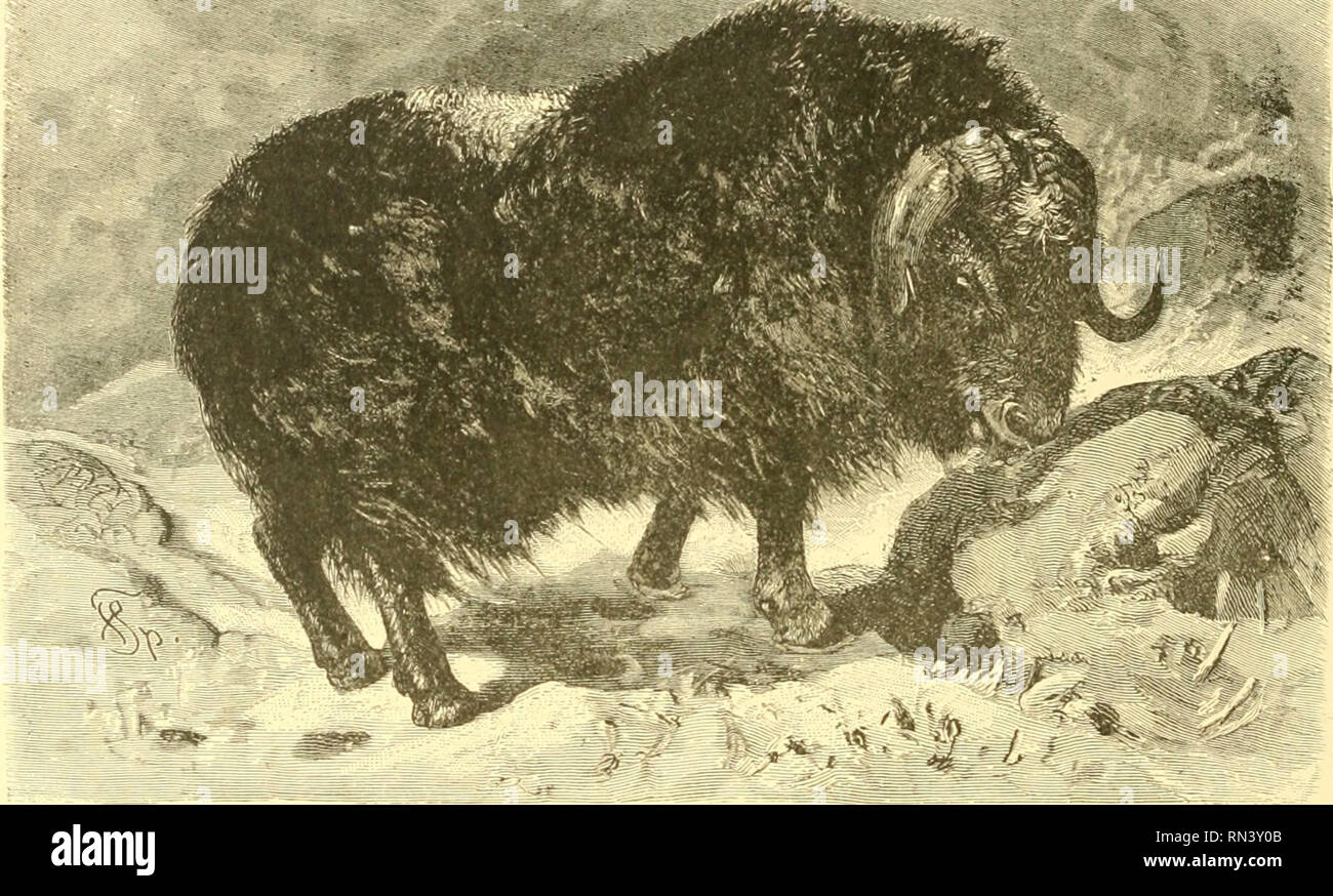 Hooked snout hi-res stock photography and images - Alamy