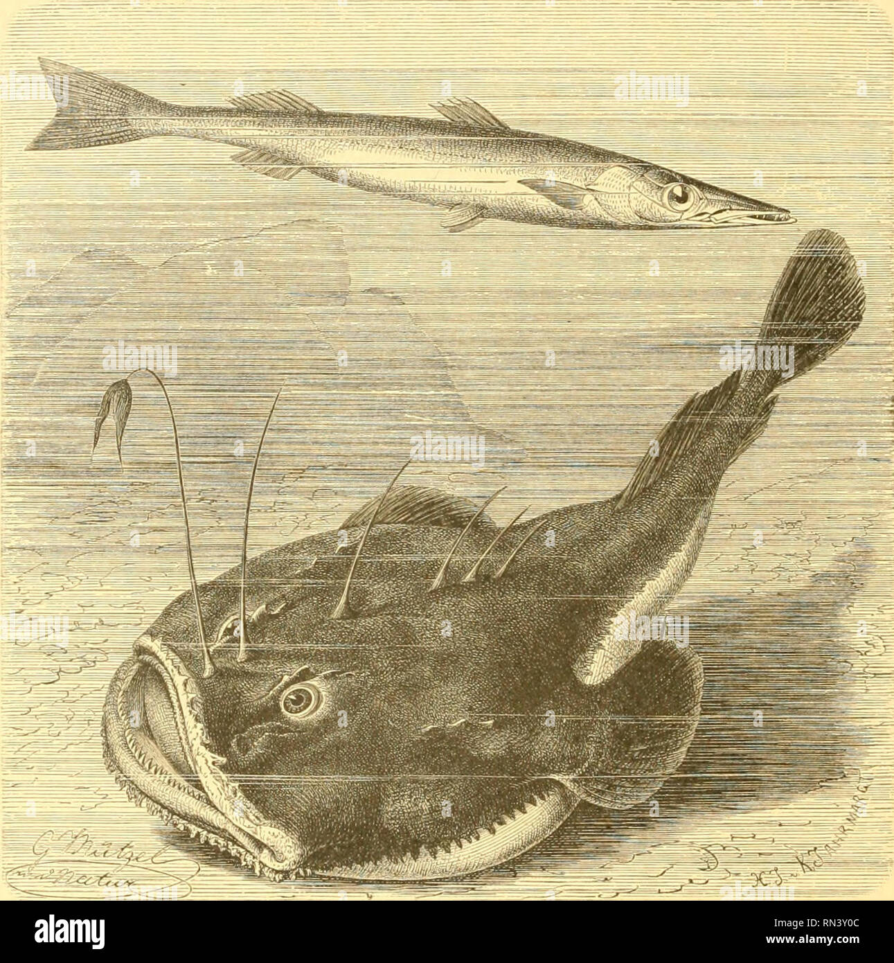 Nebido hi-res stock photography and images - Alamy