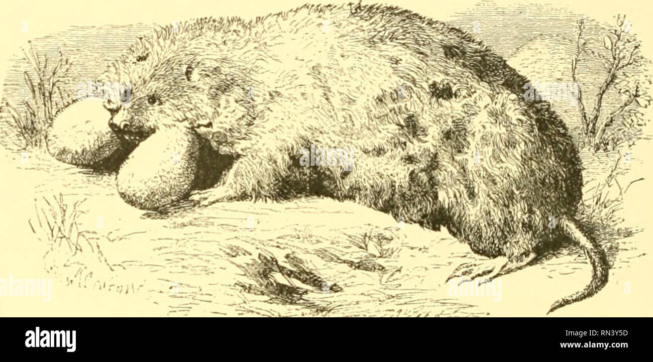 Canadian moles hi-res stock photography and images - Alamy