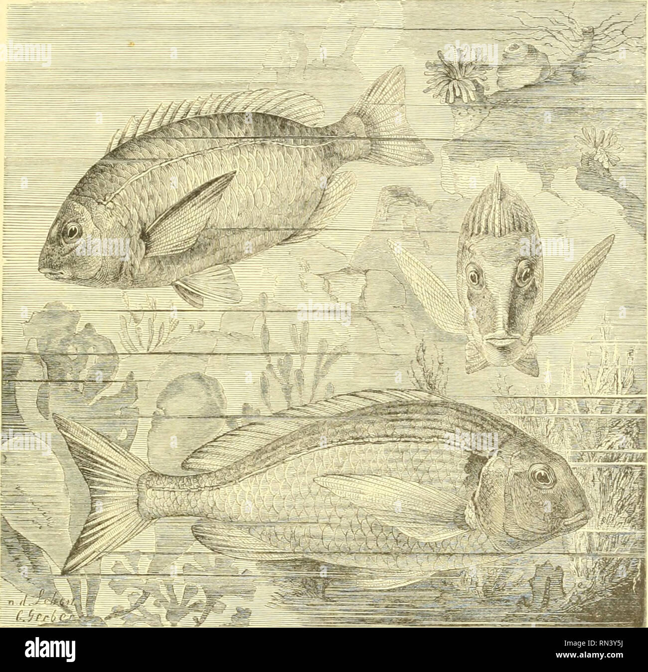 Sparid hi-res stock photography and images - Alamy