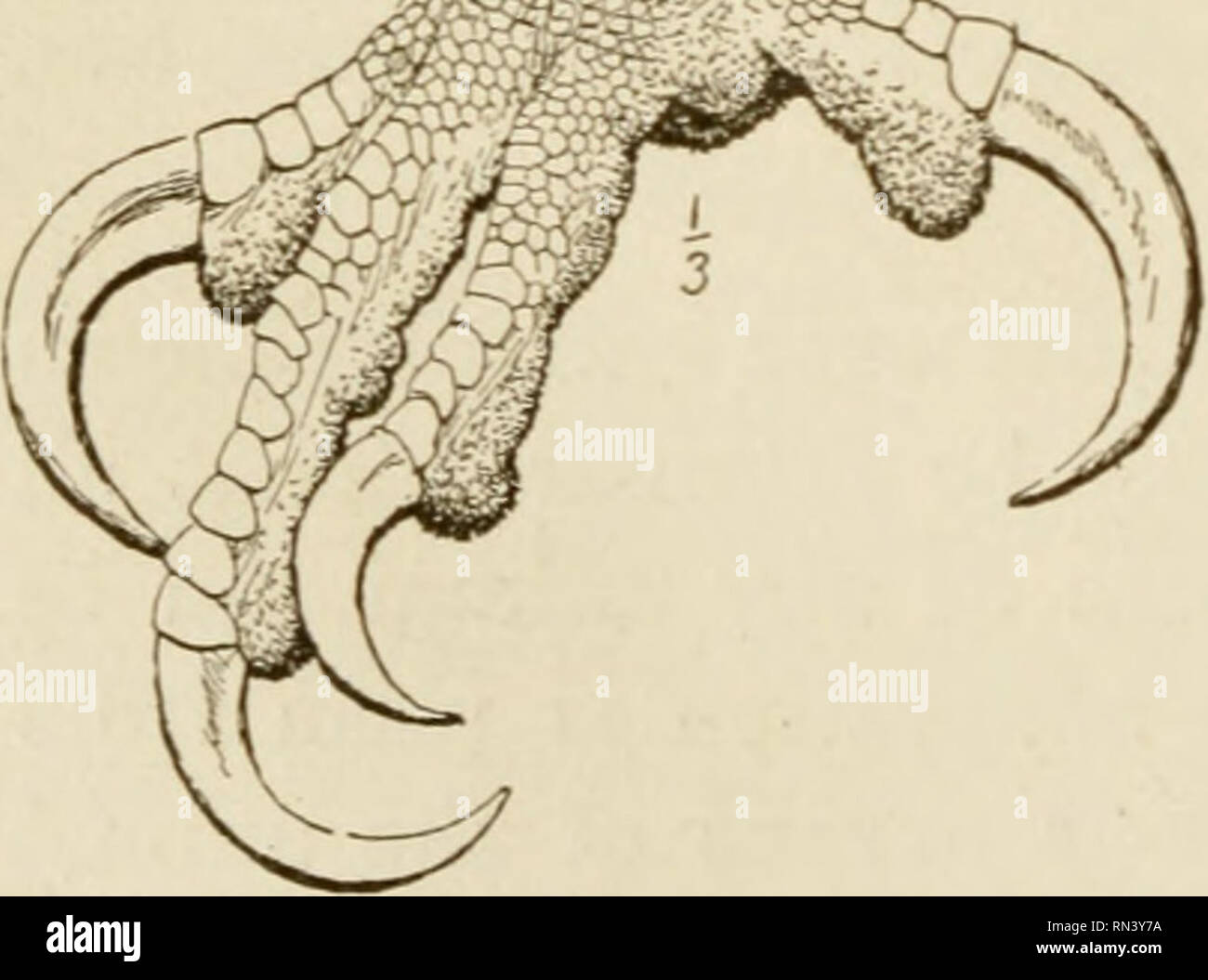 Sticky beaks hi-res stock photography and images - Alamy