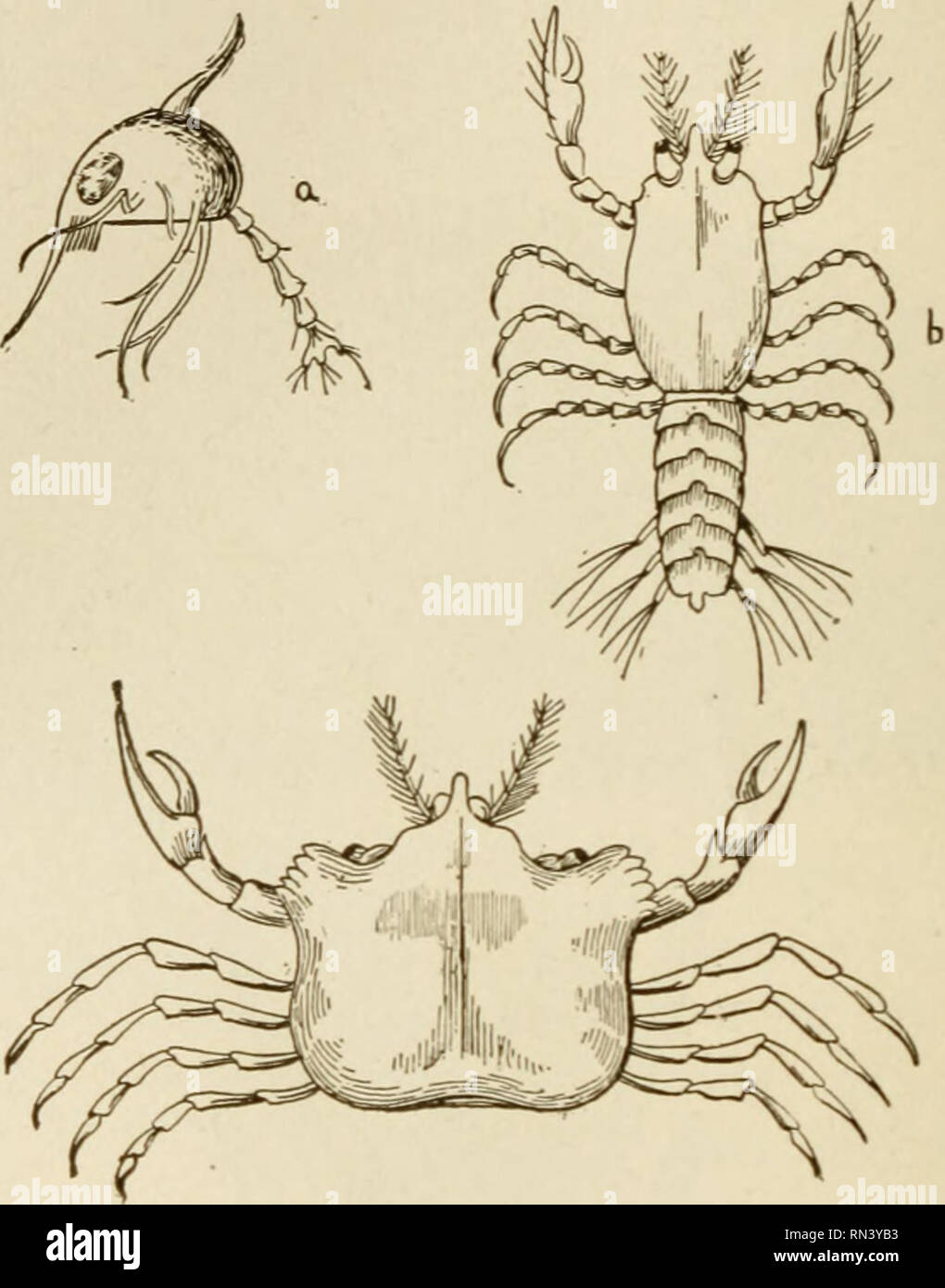 Crab life cycle hi-res stock photography and images - Alamy