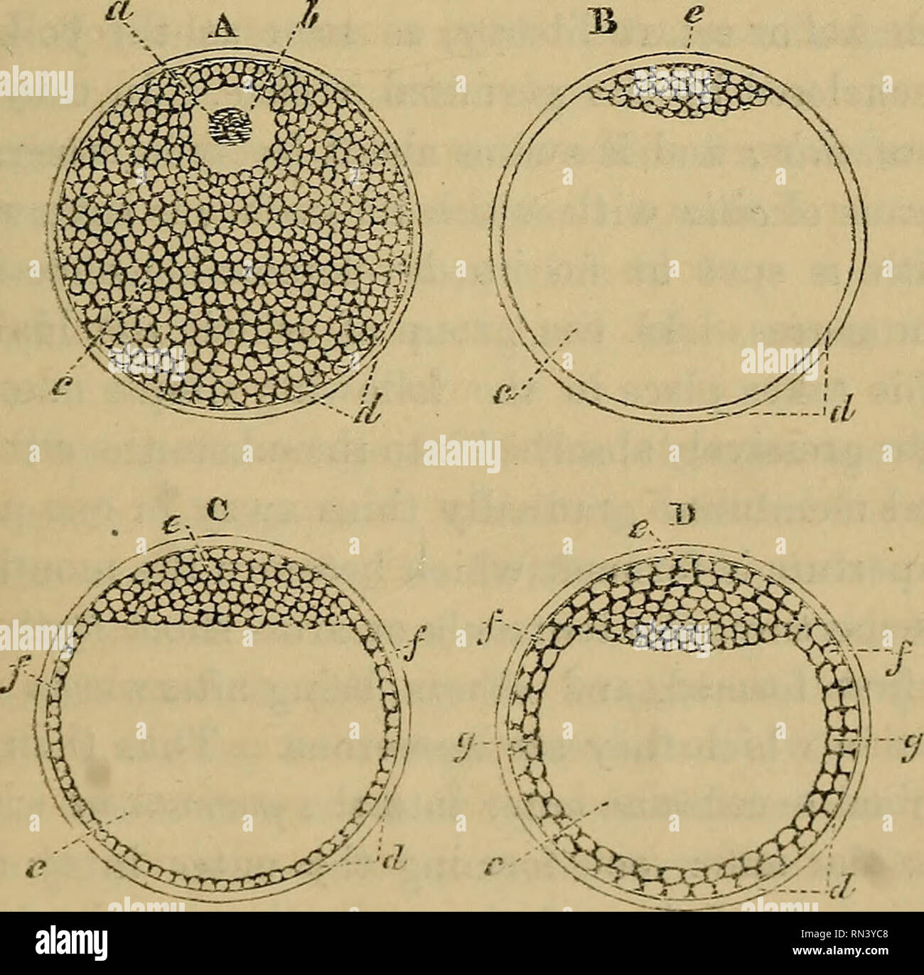 . Animal physiology. Physiology, Comparative; Physiology, Comparative. EARLY STAGES OP ...