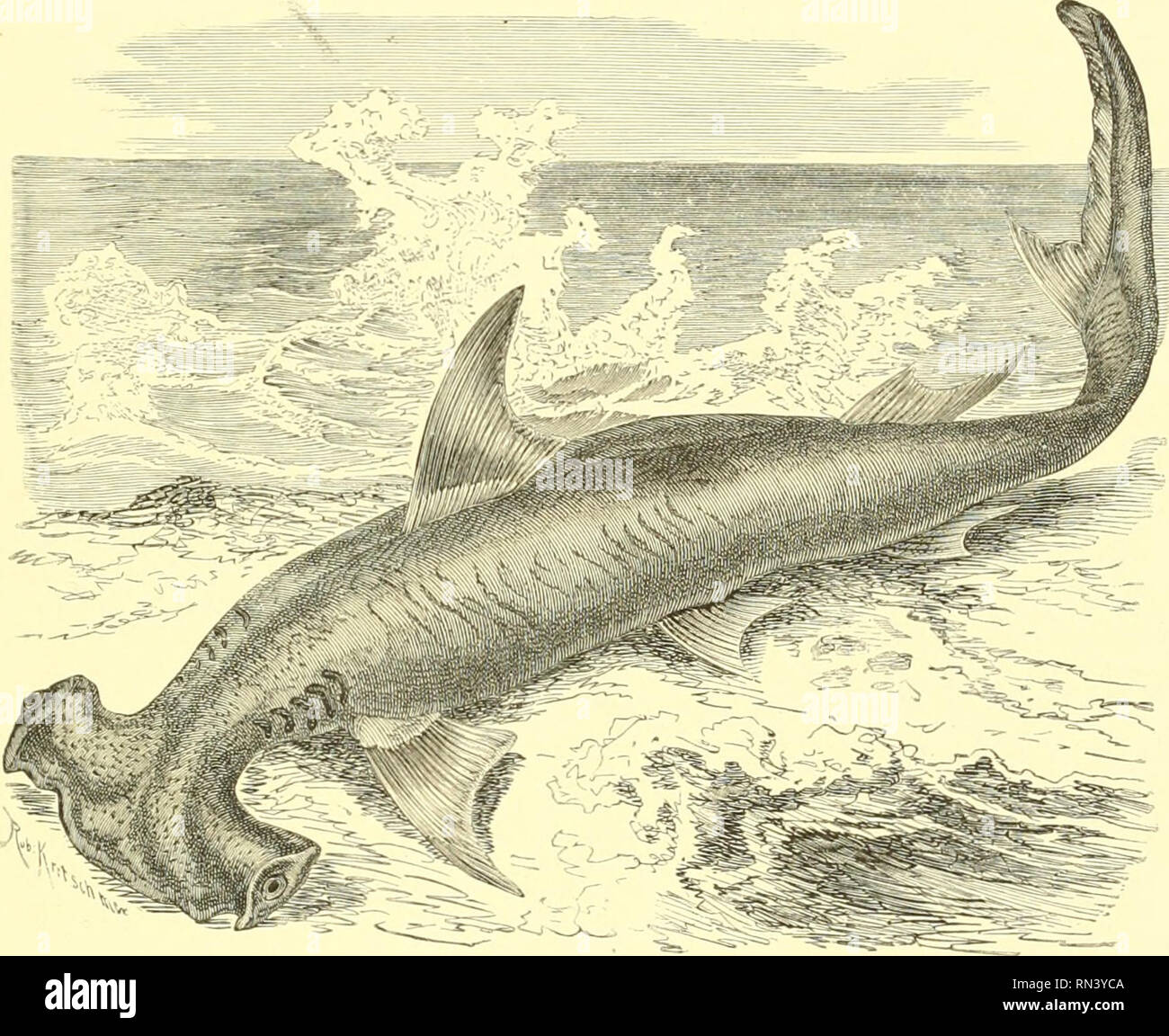 Two headed shark hi-res stock photography and images - Alamy