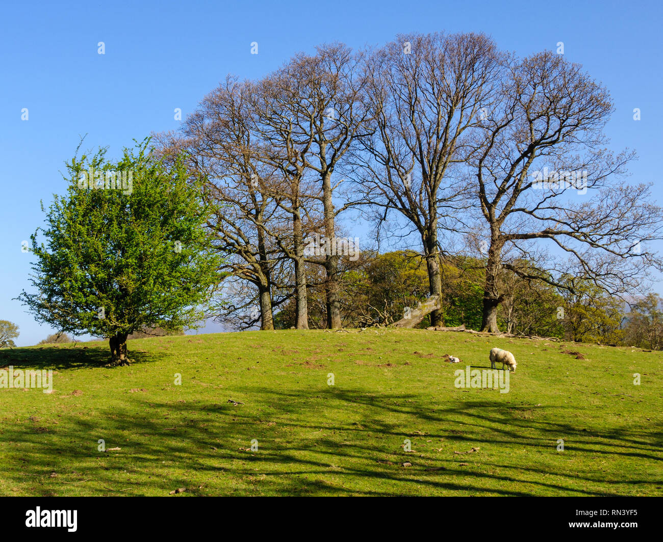Farm sheep trees hi-res stock photography and images - Alamy