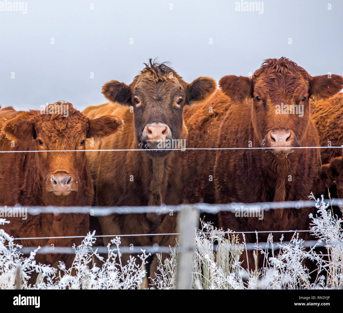 Three cows at fence hi-res stock photography and images - Alamy