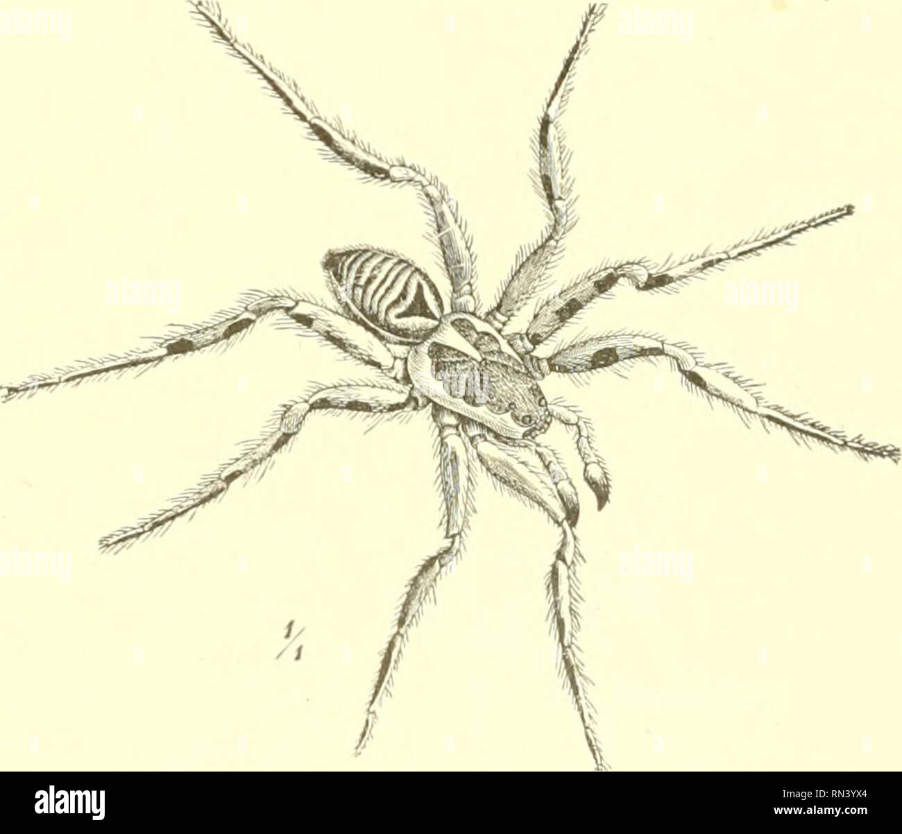 Indian spider species hi-res stock photography and images - Alamy