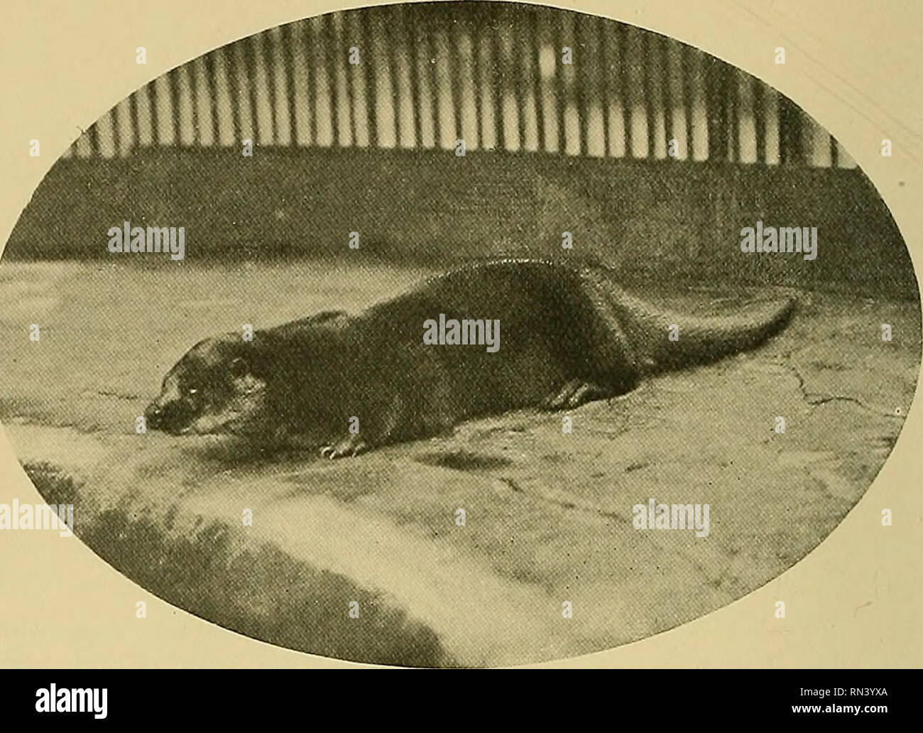 Farmborough common hi-res stock photography and images - Alamy