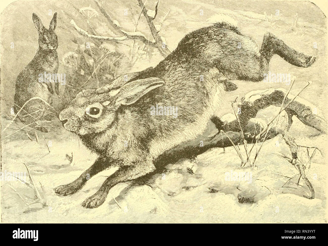. Animate creation : popular edition of "Our living world" : a natural ...