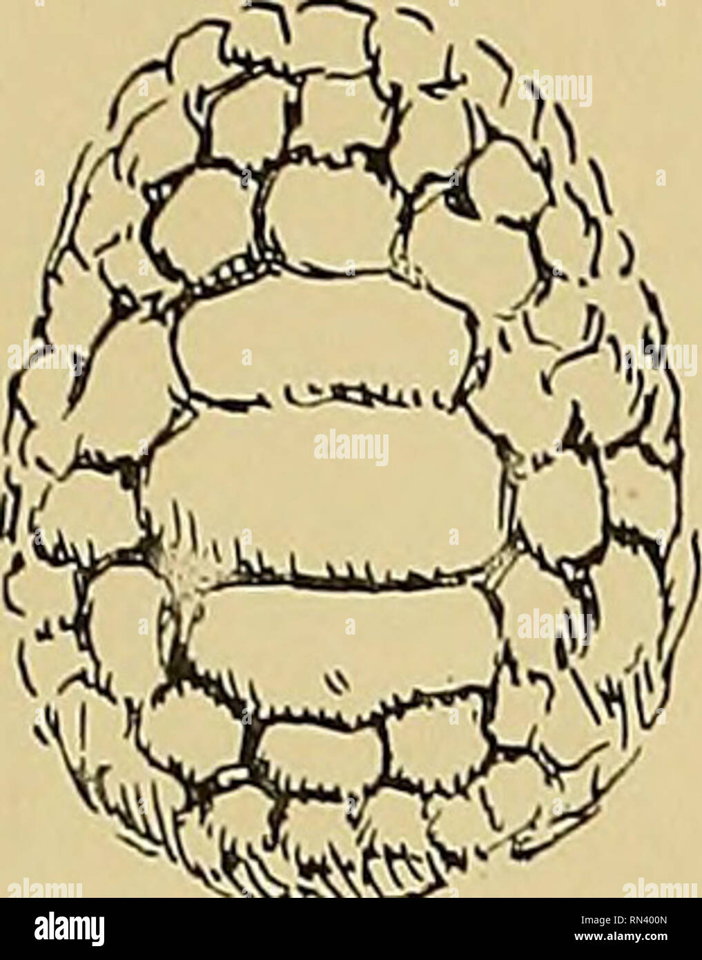 Quincuncial hi-res stock photography and images - Alamy