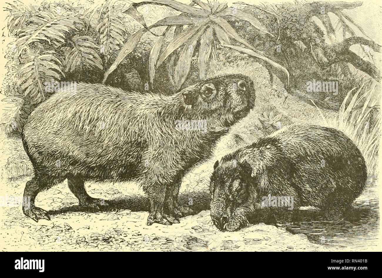 . Animate creation : popular edition of "Our living world" : a natural ...