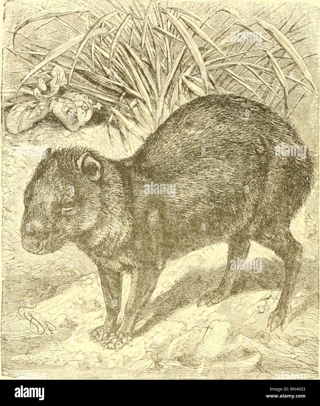 Agoutis brazil hi-res stock photography and images - Alamy