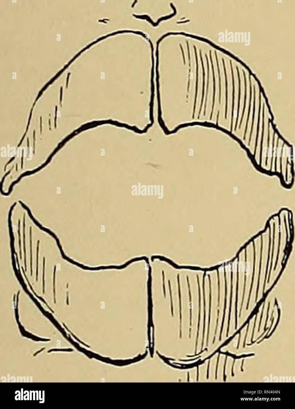 Pycnodont hi-res stock photography and images - Alamy