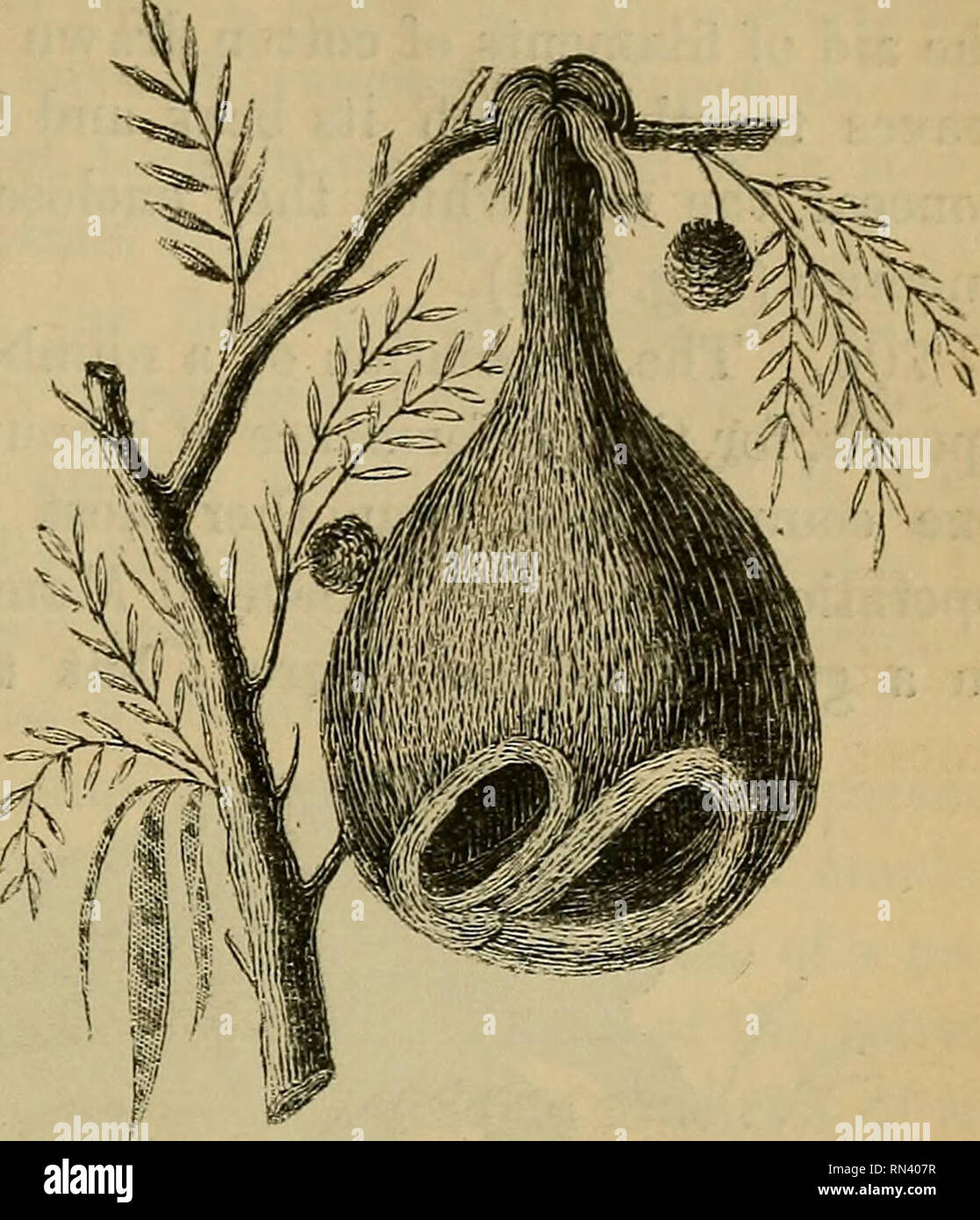 . Animal physiology. Physiology, Comparative; Physiology, Comparative ...