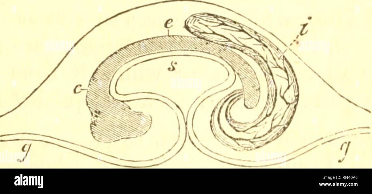 Vitelline Duct High Resolution Stock Photography and Images - Alamy