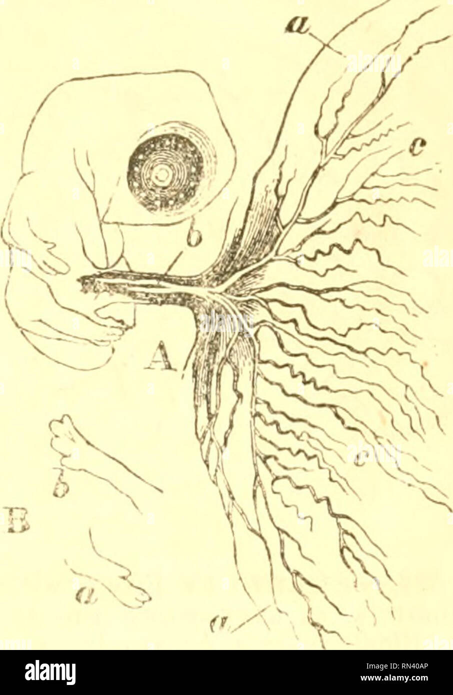 Yolk sac membrane hi-res stock photography and images - Alamy