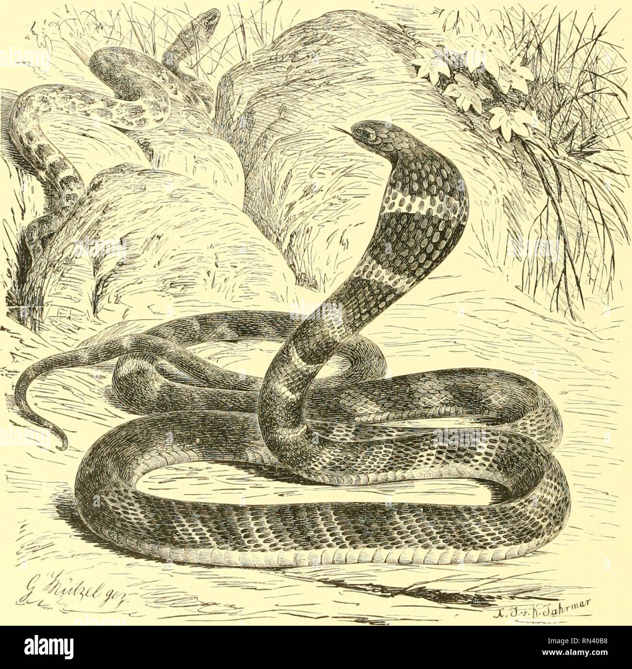 Man killing a snake hi-res stock photography and images - Alamy