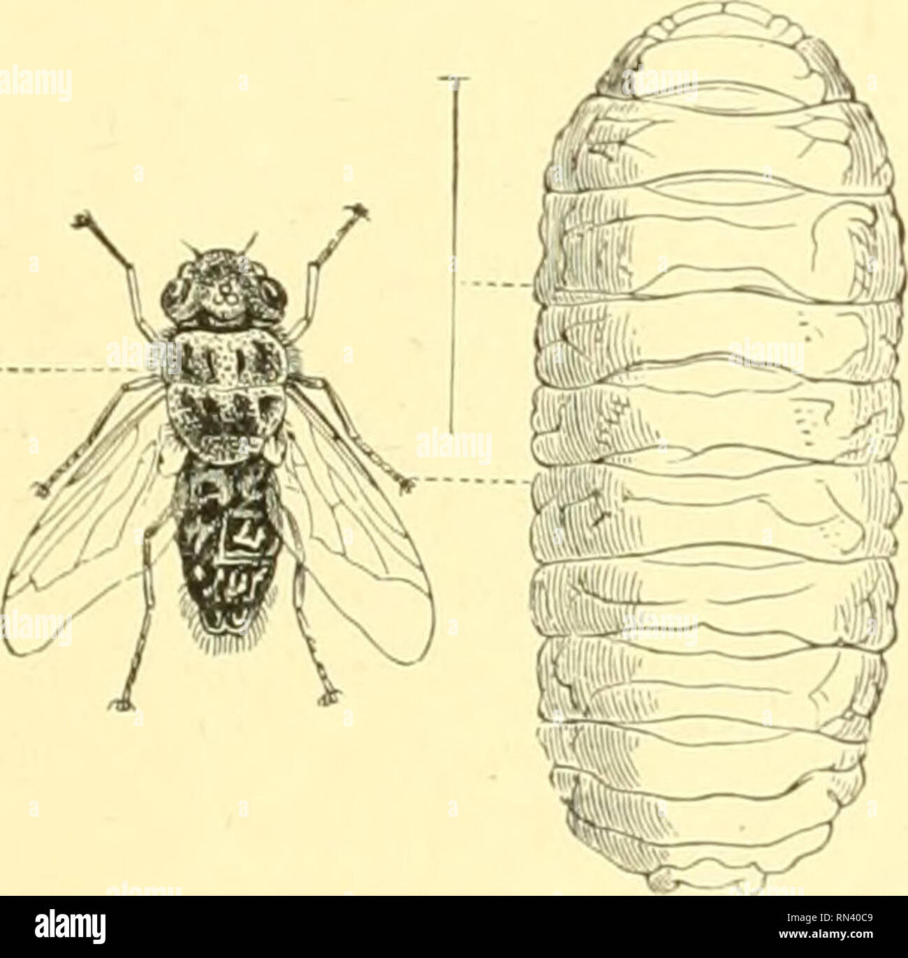 . Animate creation : popular edition of "Our living world" : a natural ...