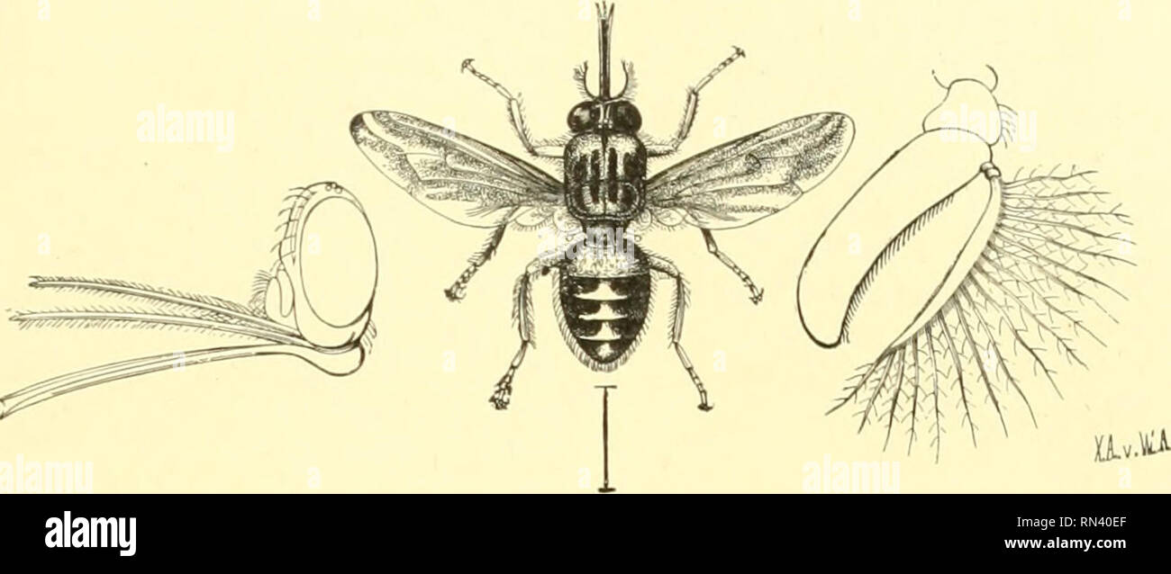 Tsetse fly mouth parts hi-res stock photography and images - Alamy