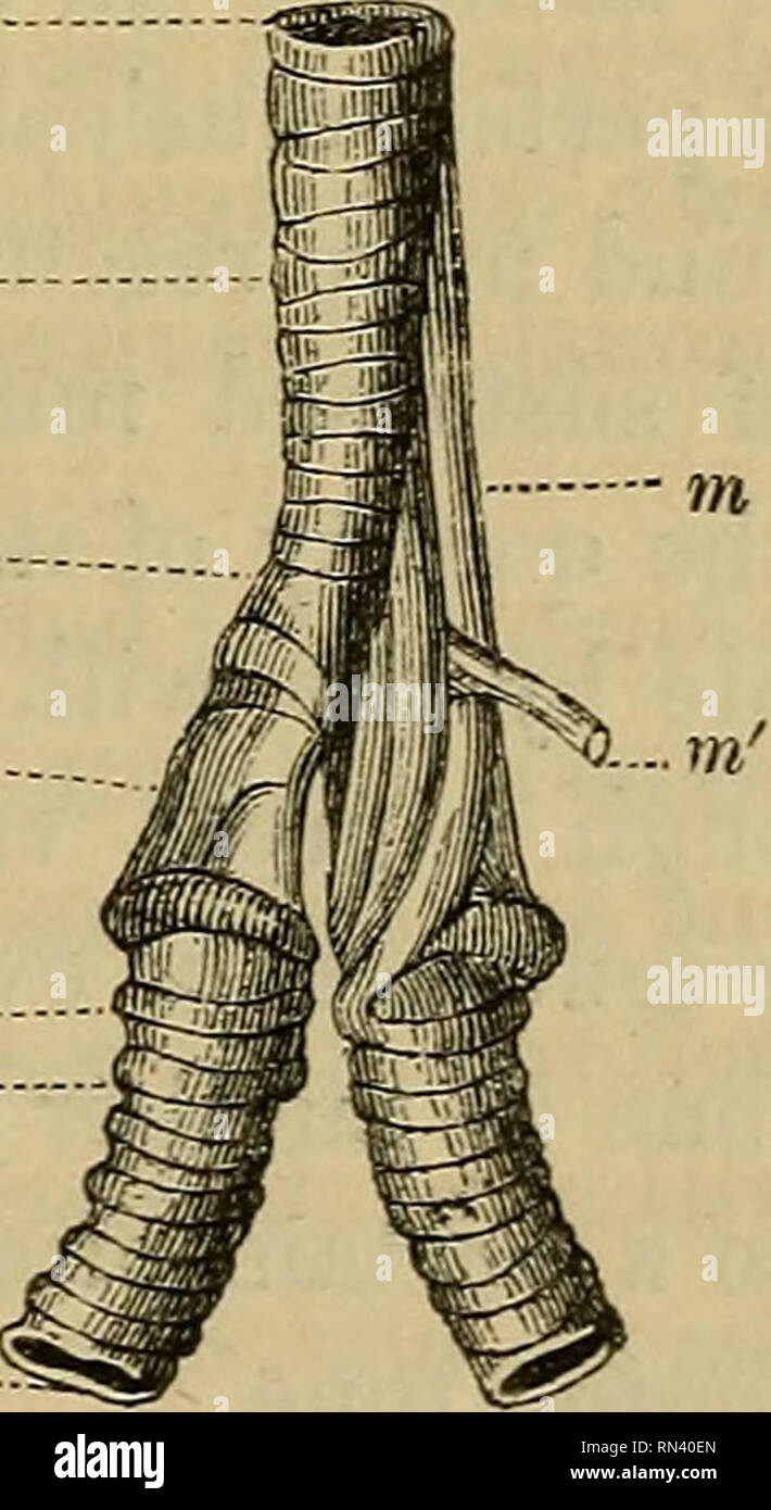 . Animal physiology. Physiology, Comparative; Physiology, Comparative ...