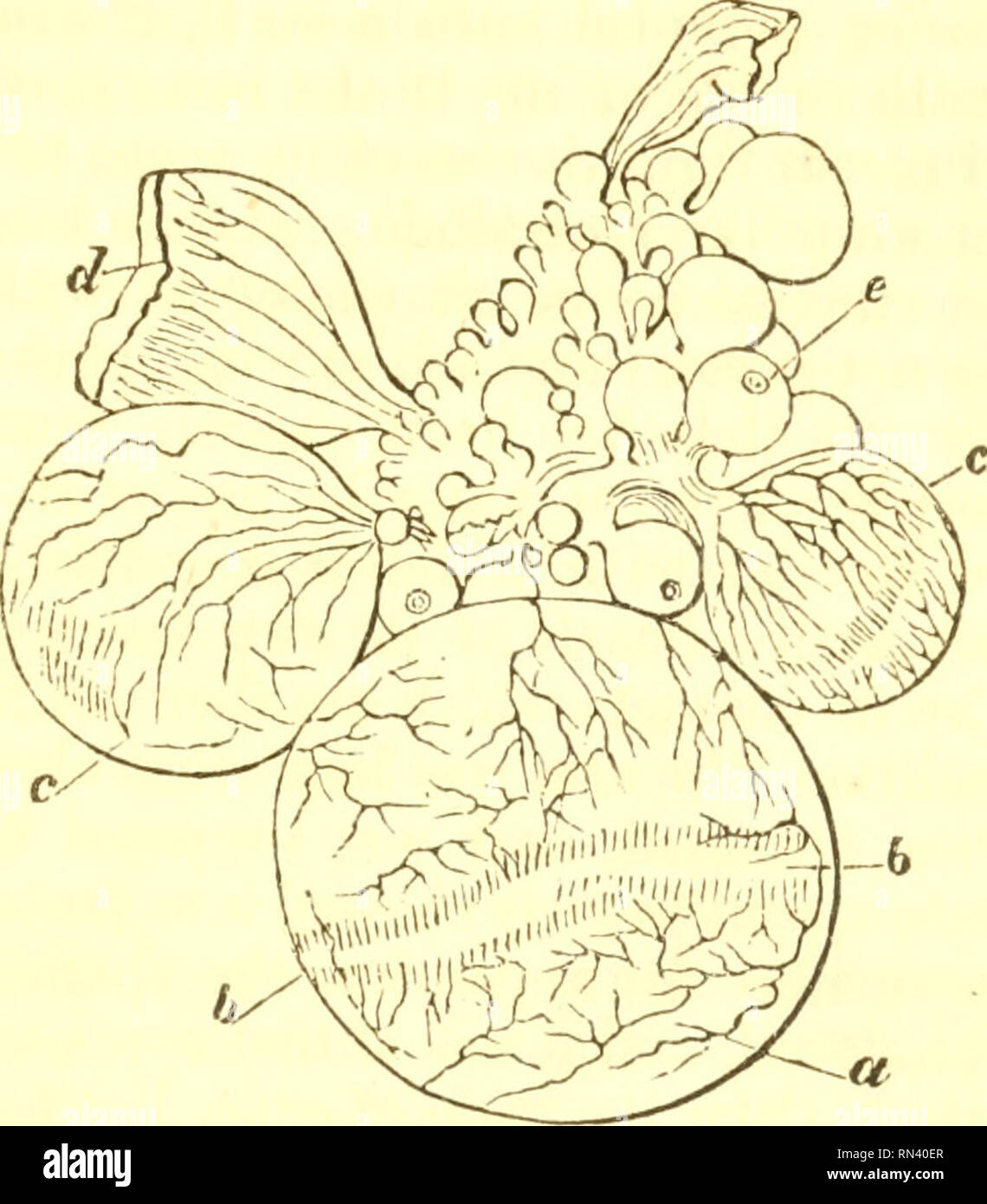 . Animal physiology. Physiology, Comparative. DEVELOPMENT OF OVA OF ...