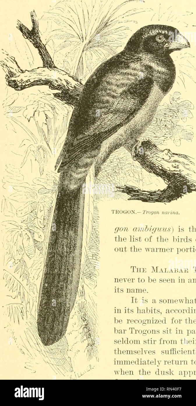 Malabar trogon hi-res stock photography and images - Alamy