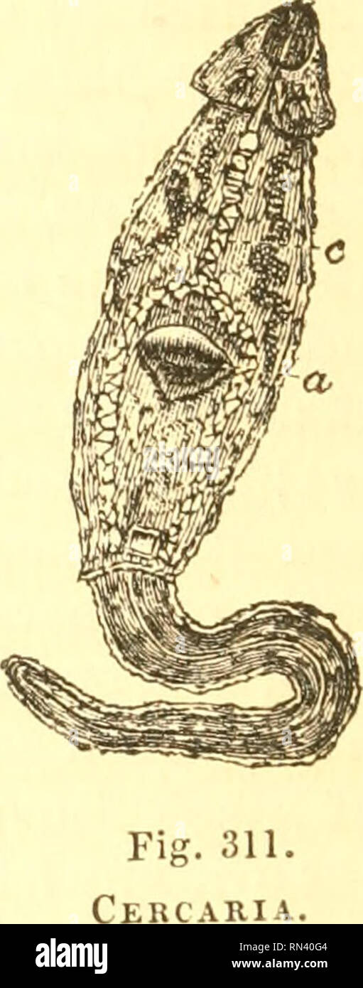 . Animal physiology. Physiology, Comparative. Fig. 309. Grand-Nurse of ...