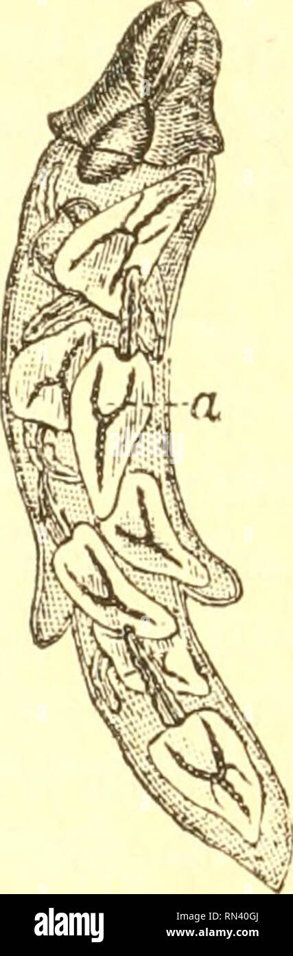 . Animal physiology. Physiology, Comparative. 568 DEVELOPMENT OF ...