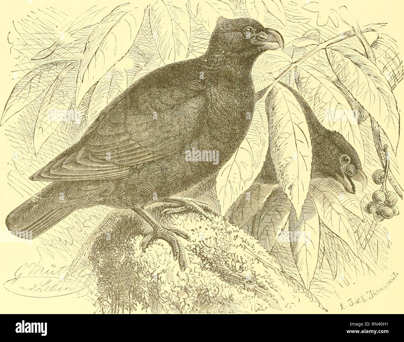 Tooth billed pigeon hi-res stock photography and images - Alamy