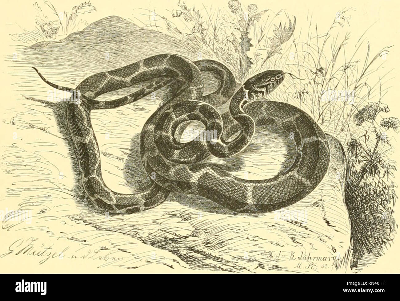 Thunder and lightning snake hi-res stock photography and images - Alamy