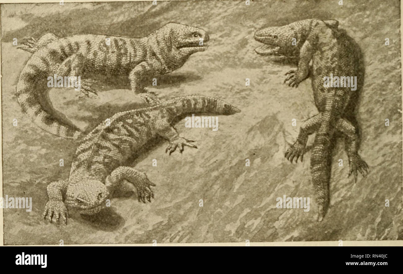 . Animal studies. 200 ANIMAL STUDIES Both pairs of limbs are absent ...