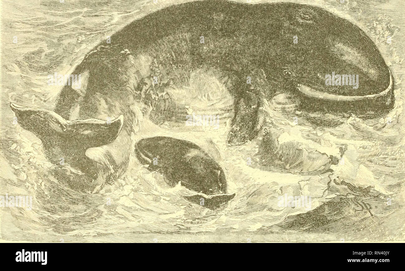 Harpooned whale hi-res stock photography and images - Alamy