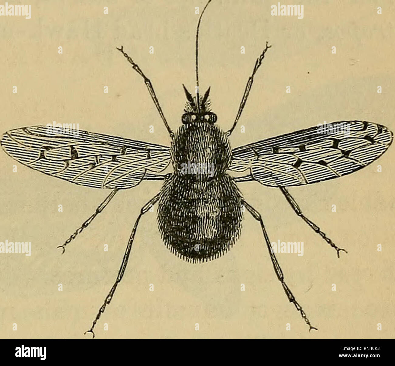 Long winged butterflies hi-res stock photography and images - Alamy