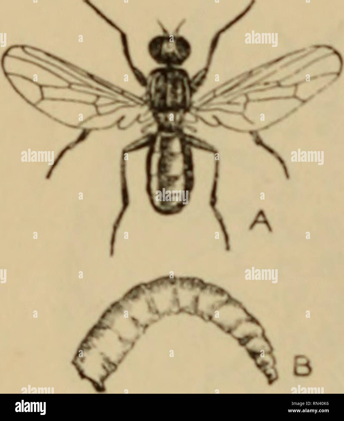 Myiasis Stock Photos & Myiasis Stock Images - Alamy