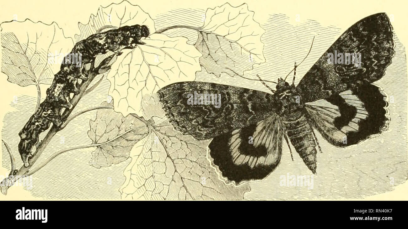 Double line moth hi-res stock photography and images - Alamy