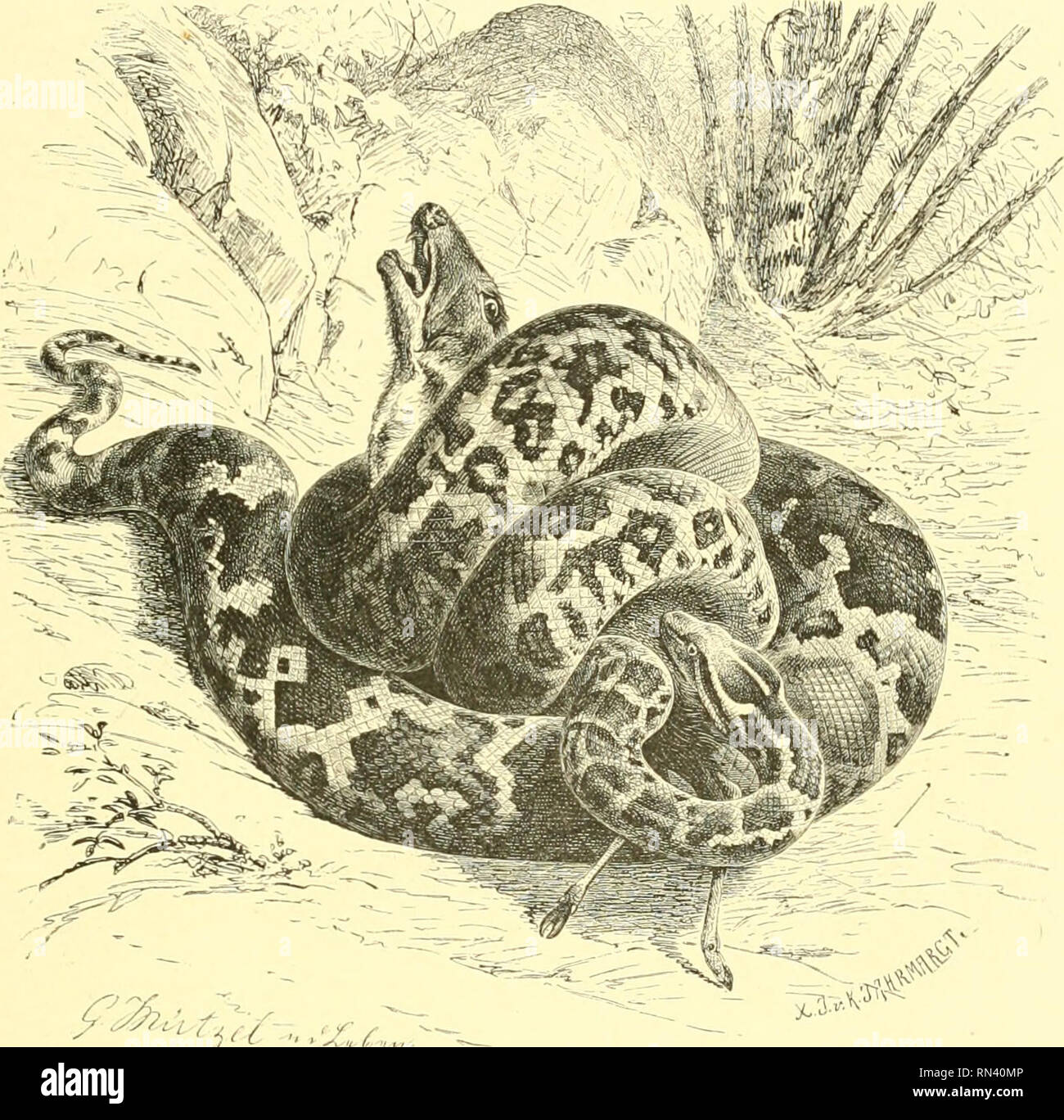 Python poda hi-res stock photography and images - Alamy