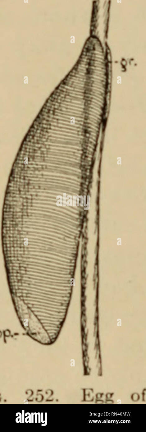 Botfly larvae hi-res stock photography and images - Alamy