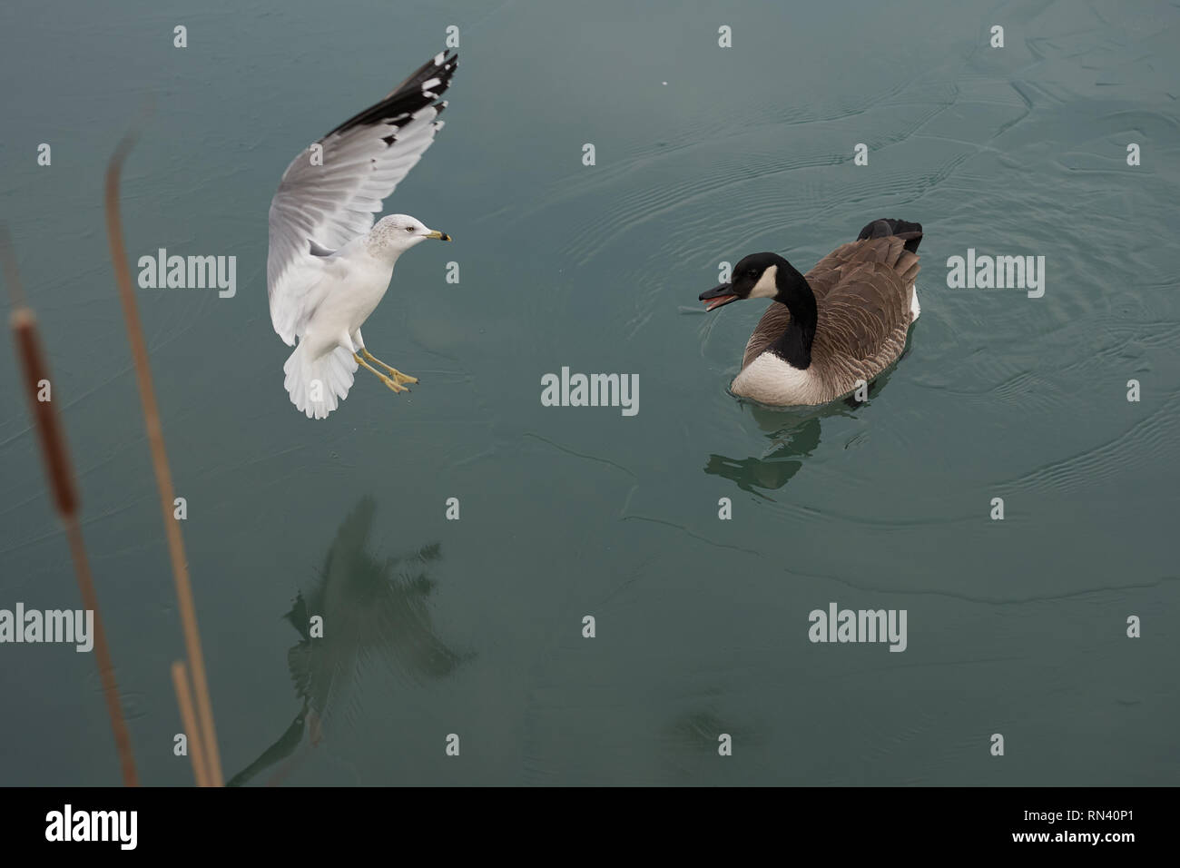 2 birds hi-res stock photography and images - Alamy