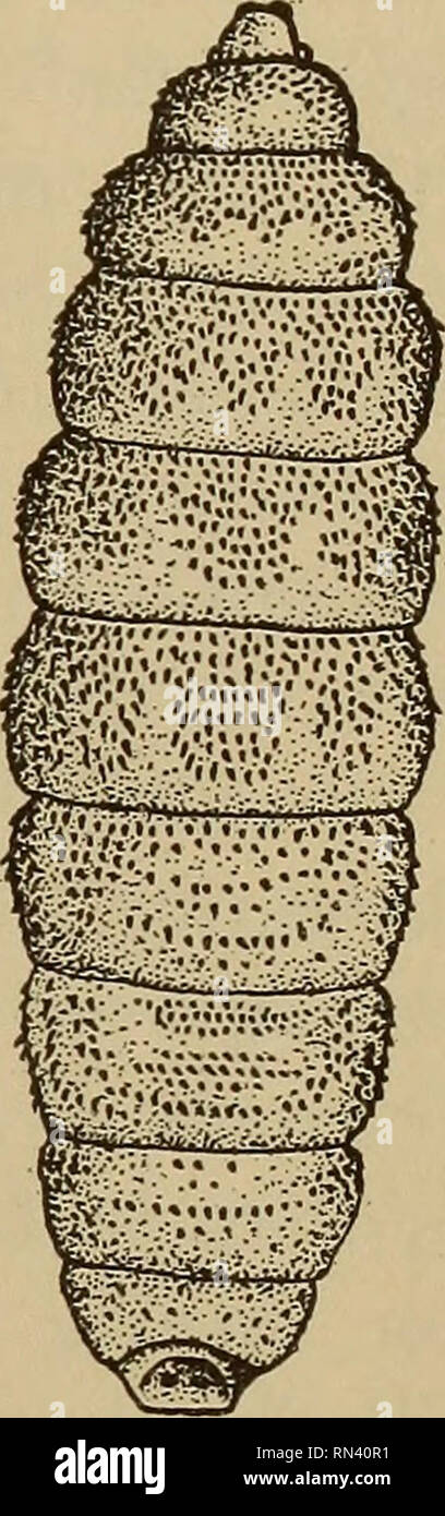 . Animal parasites and human disease. Medical parasitology; Insects as ...