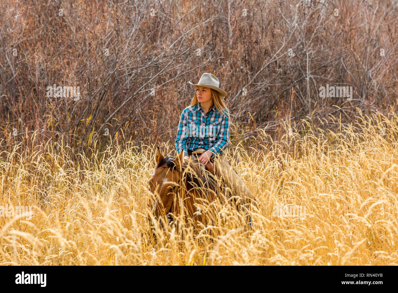 Teenage girl horseback riding in wheat field Stock Photo - Alamy