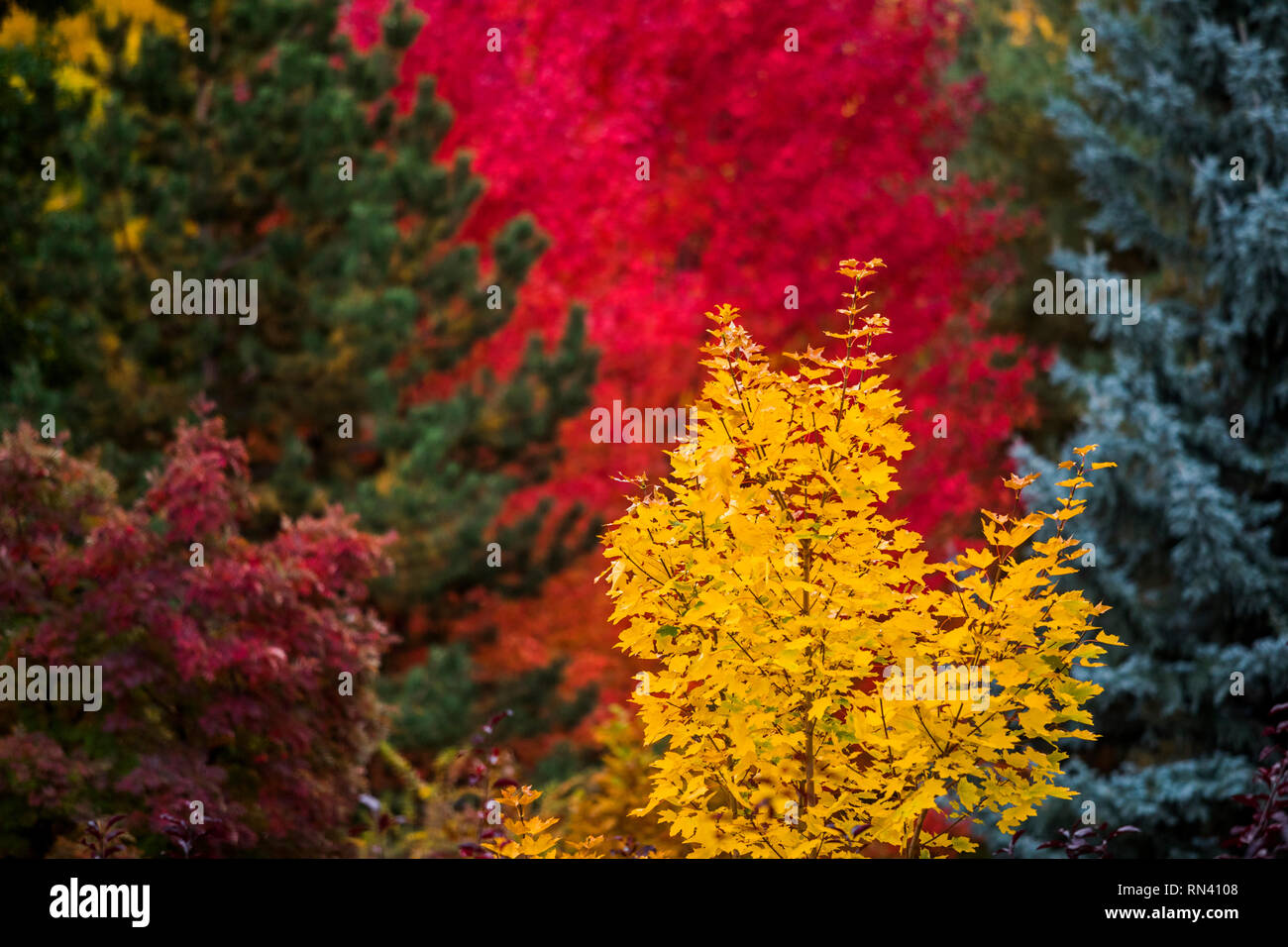Trees during autumn Stock Photo - Alamy