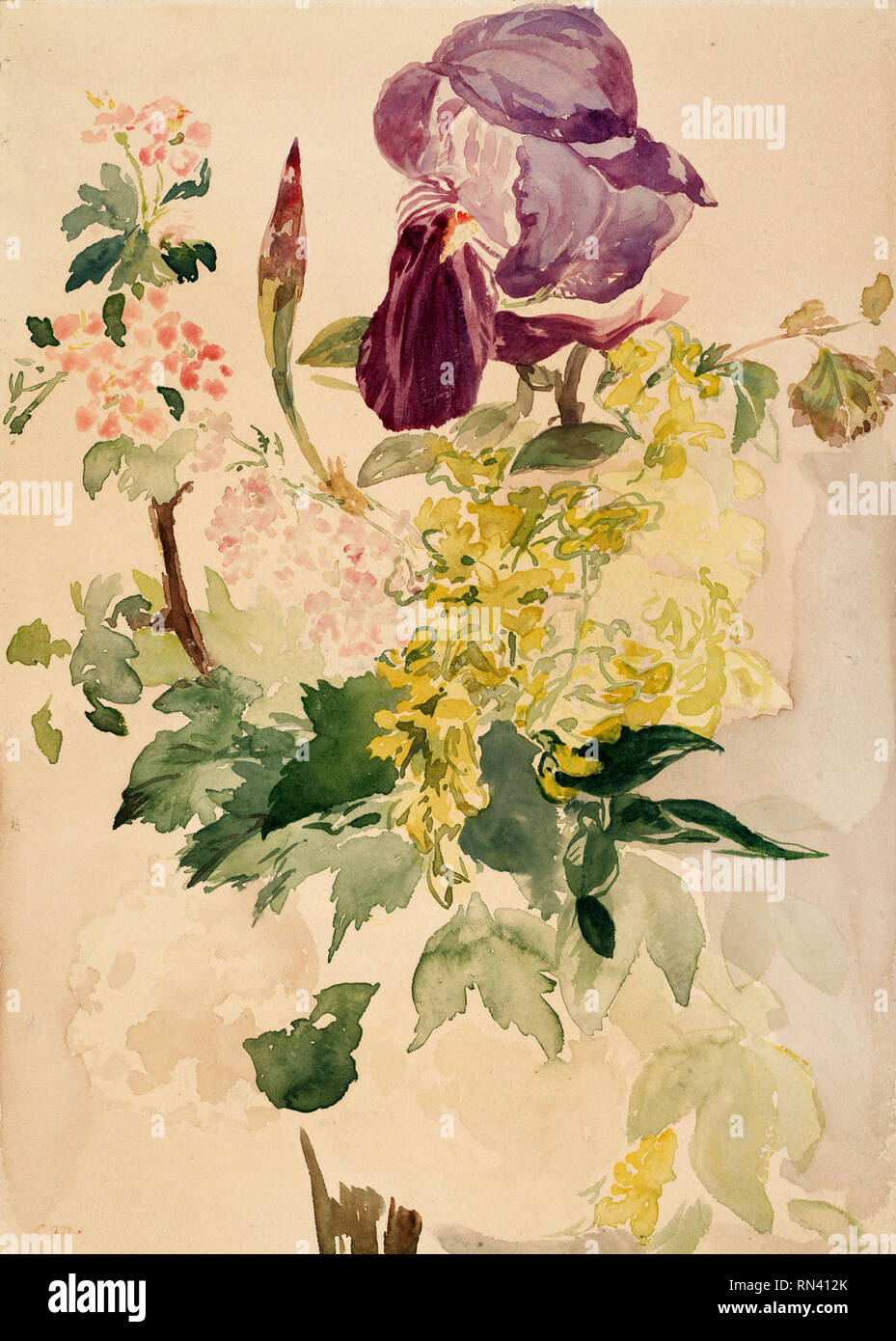 1880 flower hi-res stock photography and images - Alamy