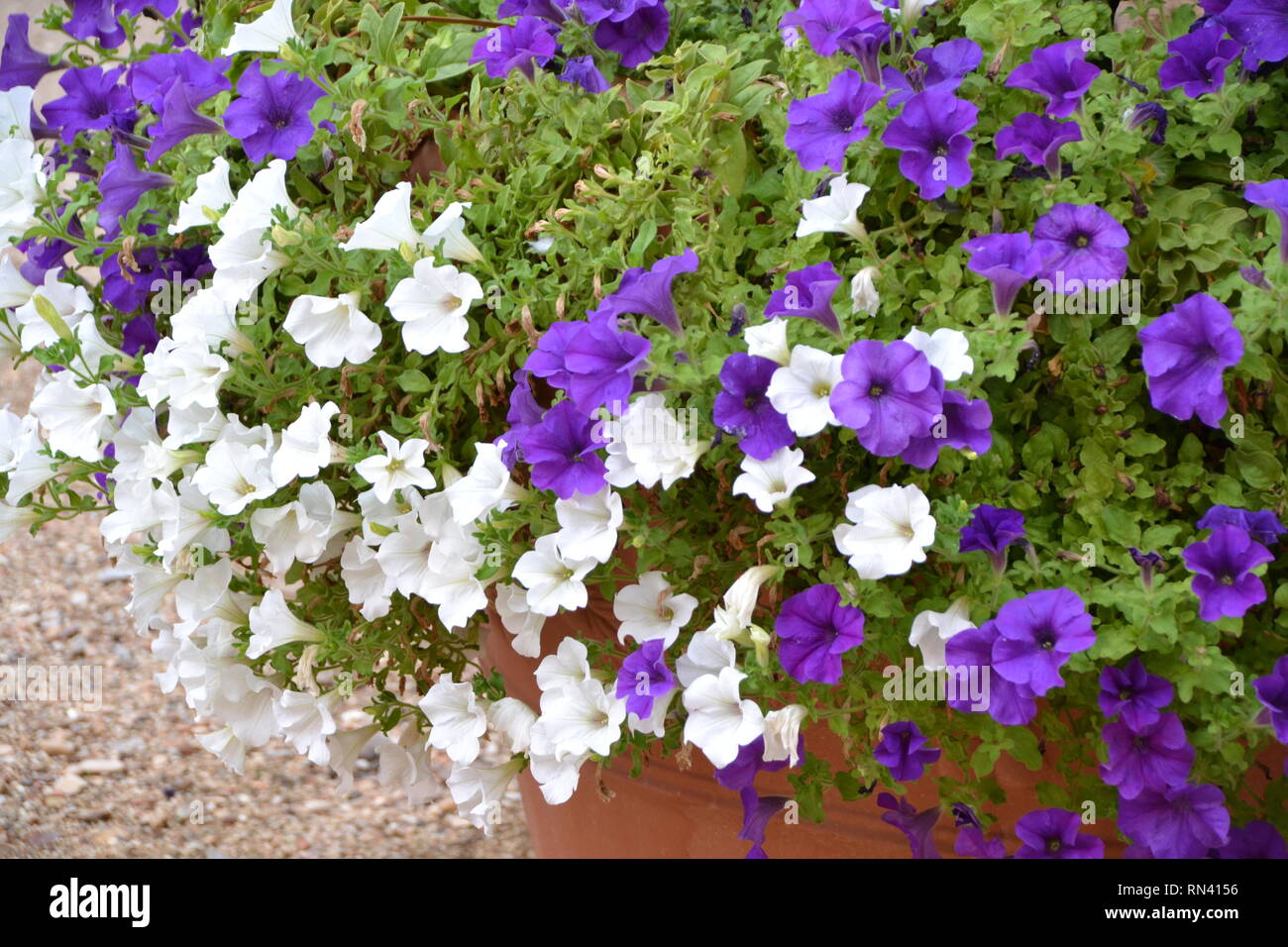 Lilac and white flowers Stock Photo - Alamy