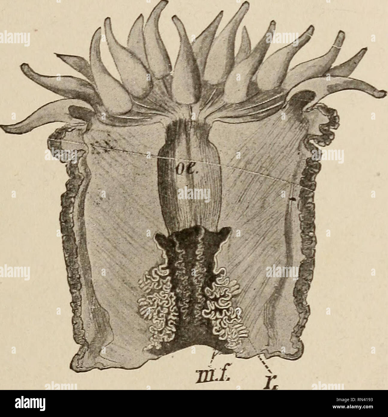 . Animal studies. THE CCELEXTERATES 55 closely packed with innumerable ...