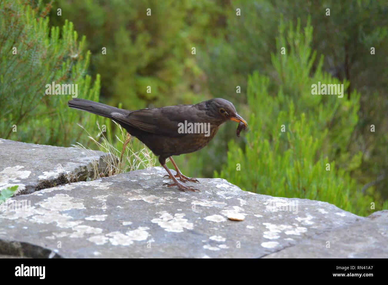 Black wild bird eating an earthworm in a forest on the island of ...