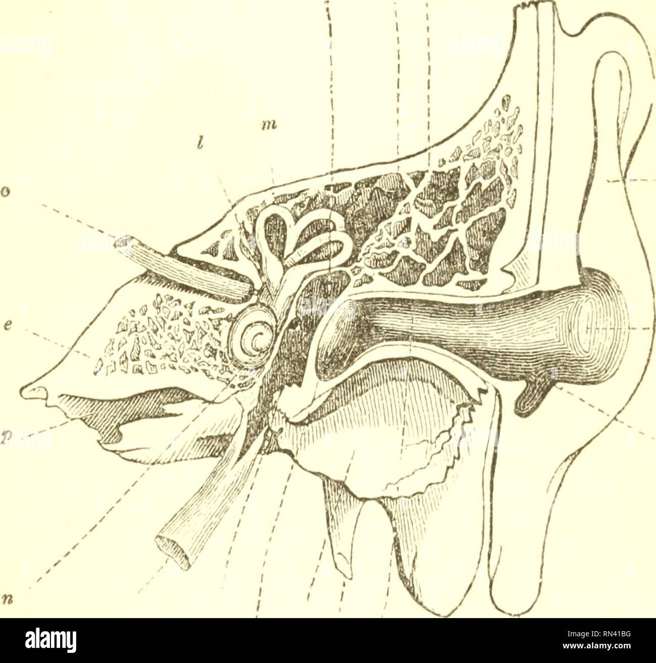 . Animal physiology. Physiology, Comparative. ACTION OF THE TYMPANIC ...